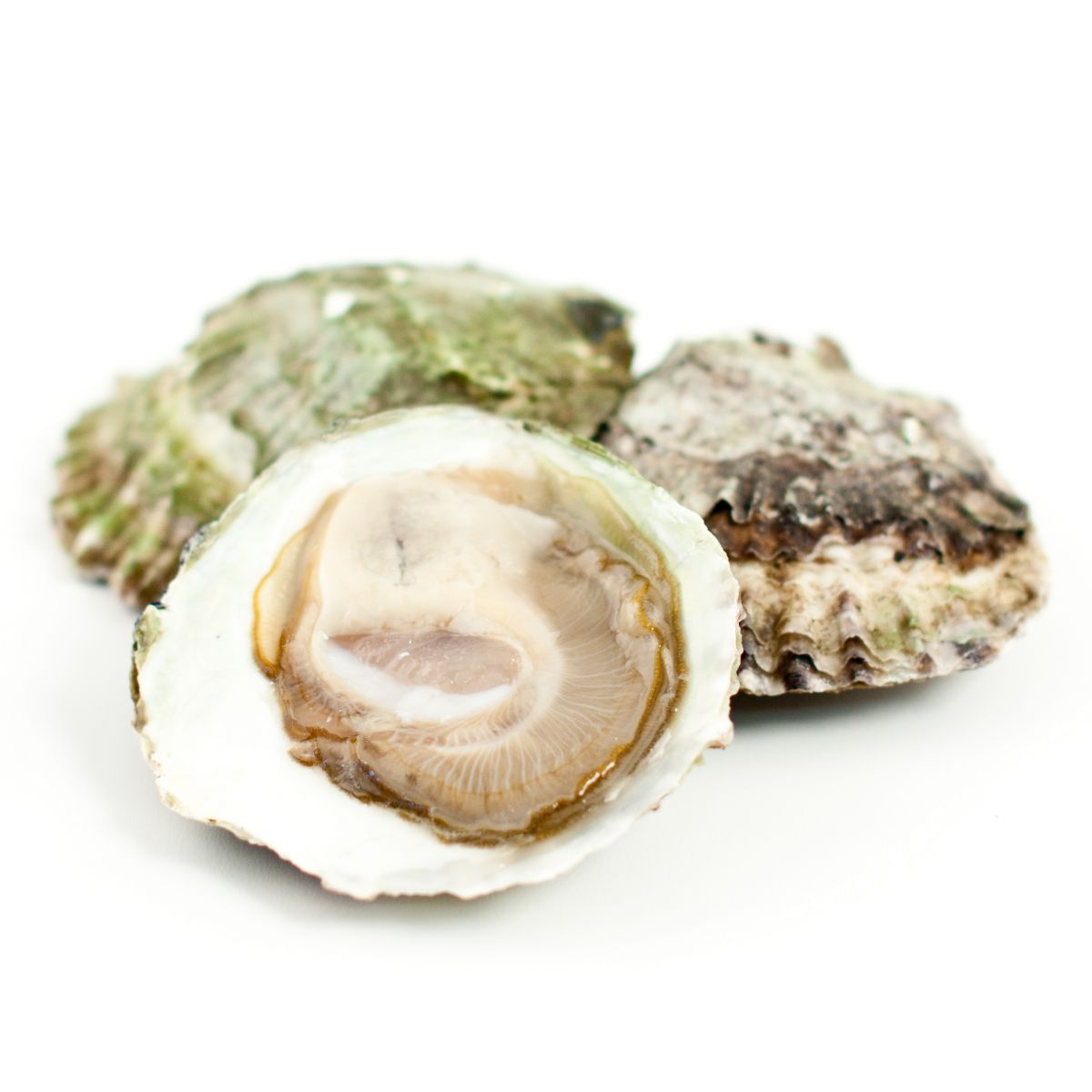 Schaal- en schelpdieren | Nino Seafood